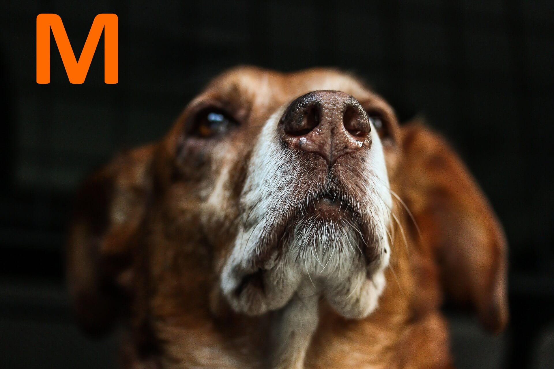 Kutya nevek - 7000 db vicces és cuki kutya nevek